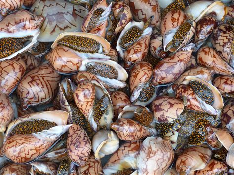 Snail Shell Seafood Free Image Download