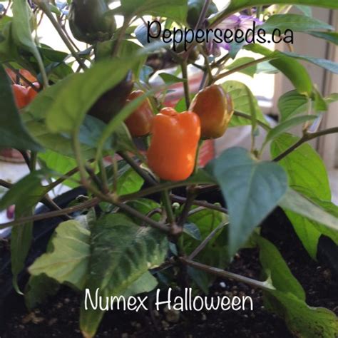 Numex Halloween