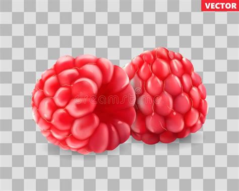 Framboise Fruit Doux Vecteur Du Graphisme 3d Illustration R Aliste