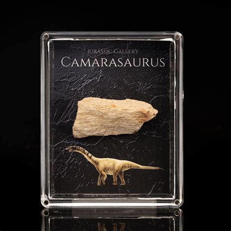 Camarasaurus Fossil Box Astro West