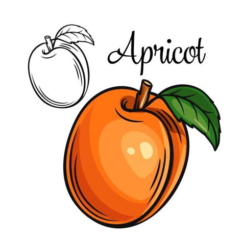 Dessin Abricot Vectoriels Et Illustrations Libres De Droits Istock