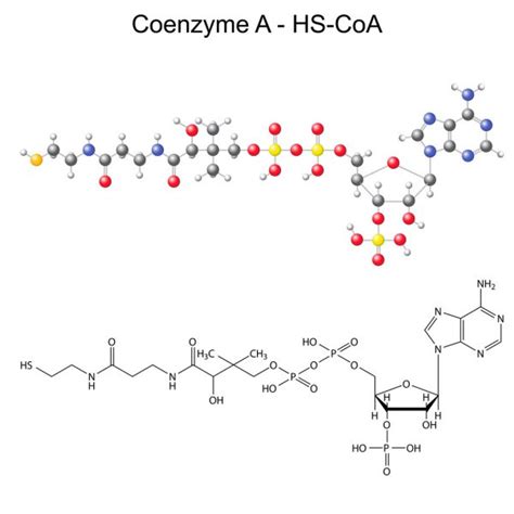 Structural Chemical Formula And Model Of Acetyl Coenzyme A Stock Vector