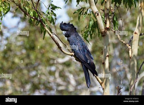 Red Tailed Black Cockatoo Calyptorhynchus Banksii Male Queensland