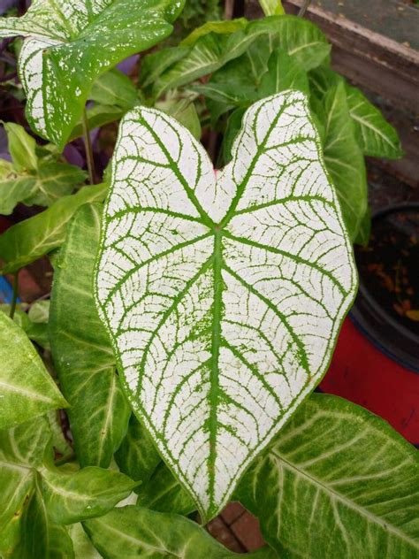 Cerrar La Puerta A Las Hojas De Taro Blanco Flor La Reina Foto De