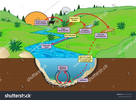 Natural Decay Cycle Bacteria Inputs By Stock Illustration 1151317328