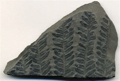Carbonization Fossils