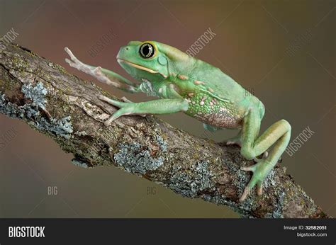 Waxy Tree Frog Image And Photo Free Trial Bigstock