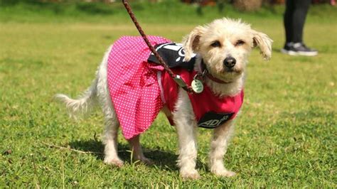 Gobierno Aprobó Reglamento De La Ley De Esterilización De Perros Y