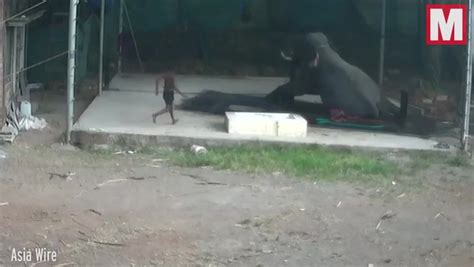 Man Crushed To Death When Elephant Sits On Him After He Whips It With