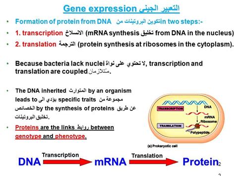 Unveiling The Mystery Chapter From Gene To Protein Reading Guide