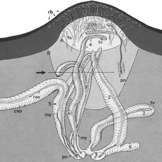 Reconstruction Of A Touch Papilla Of Caiman With A Representation Of