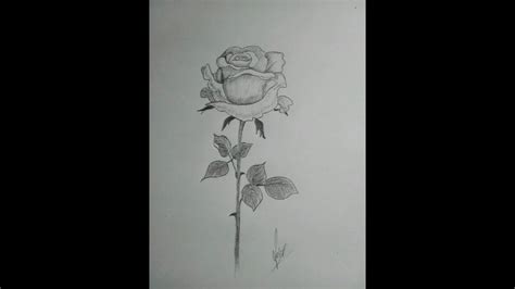 How To Draw Rose Drawing Rose Ki Drawing Kese Draw Kareshorts Shortvideo Youtubeshorts