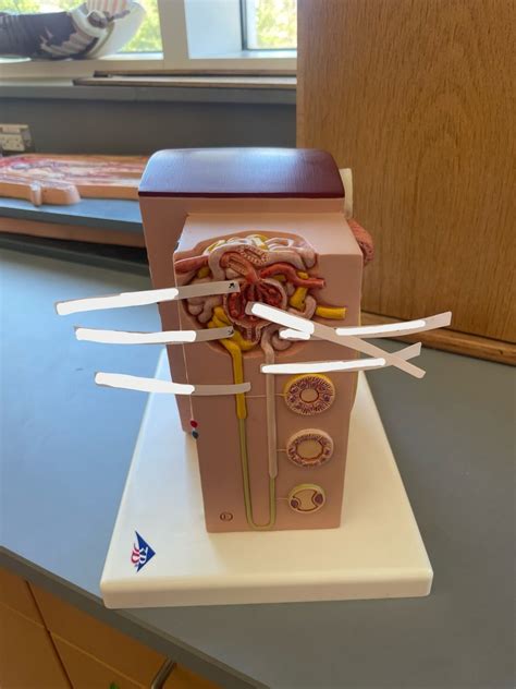 A P Practical Nephron Pt 1 Diagram Quizlet