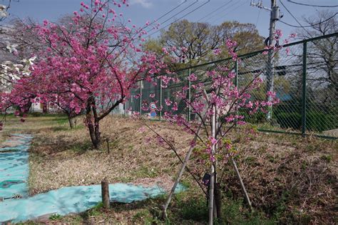 横浜翠嵐高等学校 同窓会「翠嵐会」 Added A New Photo — 横浜翠嵐高等学校 同窓会「翠嵐会」