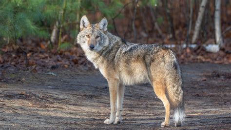 15 States With The Biggest Coyote Populations By The Numbers The Avid
