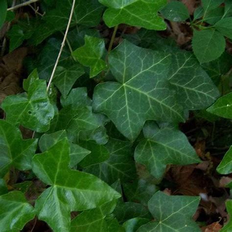 Boston Ivy Seeds Haiyiplants