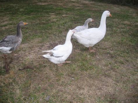Goose Or Gander I Dont Have A Clue Backyard Chickens Learn How To