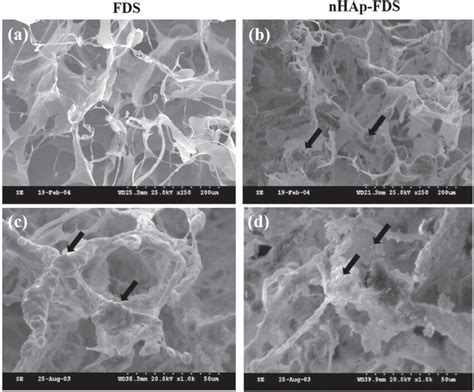 Sem Morphology Analysis At Day 14 A B Before Cell Culture In