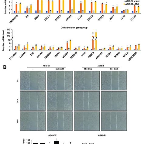 A549 R Cells Exhibit Increased Cell Migration A Rt Qpcr Of