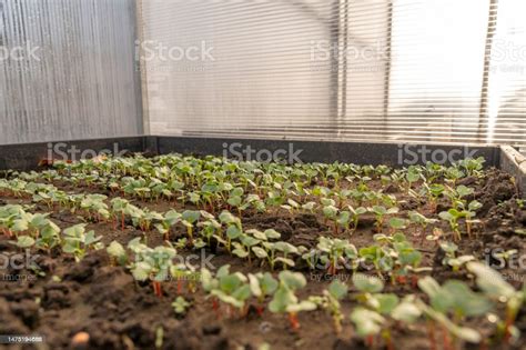 기술자가 드라이버로 고장난 랩톱 컴퓨터를 수리합니다 노트북 구성 요소 및 부품 클로즈업 Cpu에 대한 스톡 사진 및 기타 이미지 Cpu 기술자 깨짐 Istock