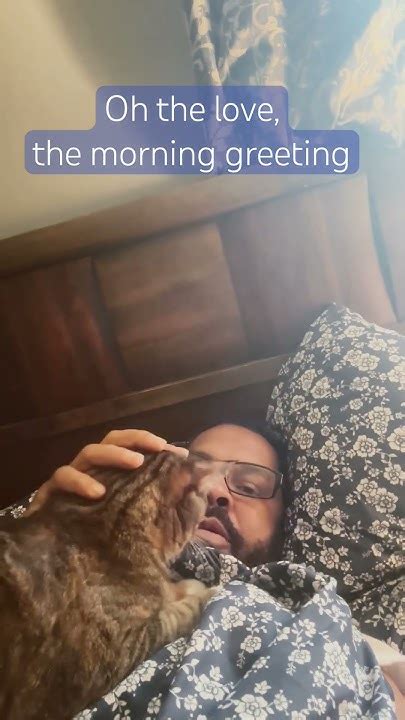 Oh The Love Cat Catshorts Cats Catvideos Catlovers Love Youtube