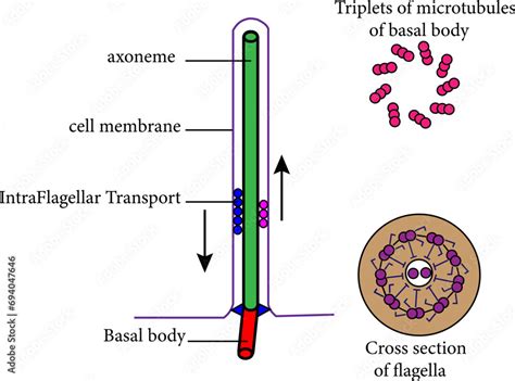 Diagram Of Eukaryotic Flagellavector Illustration Stock Vector