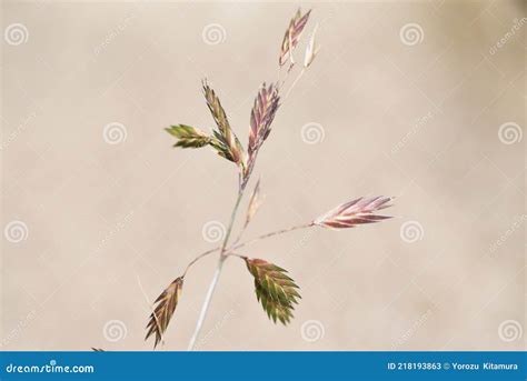 Rescue Grass Bromus Catharticus Stock Image Image Of Botany
