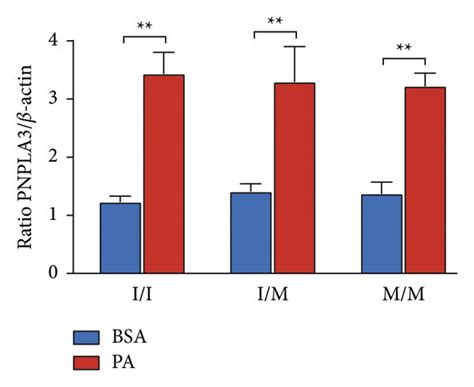 Lipid Deposition And Pnpla3 Expression The Three Genotypic Hepg2 Cells