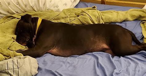 My Sweet Sleepy Pibble Album On Imgur