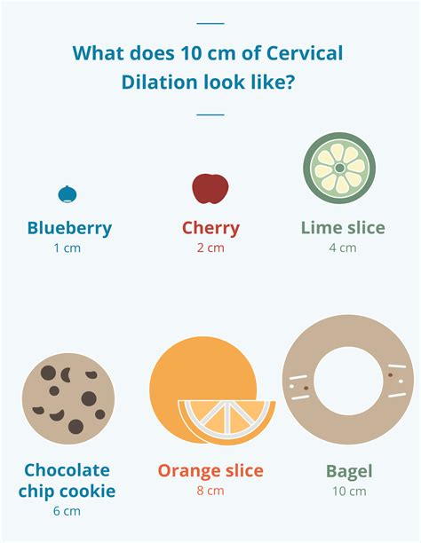 Cervix Dilation Chart Cervix Dilation Chart Cervix Dilation Dilations