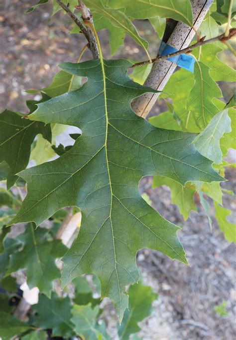 Black Oak Johnson S Nursery KB
