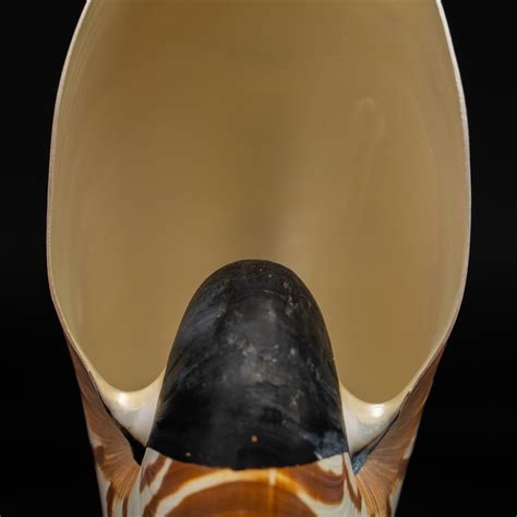 Nautilis Shell 7 Astro Gallery Touch Of Modern