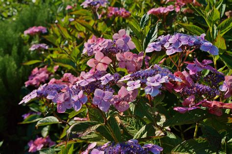Photo 51287 Hydrangea Macrophylla Mariesii Lilacina Plant Lust