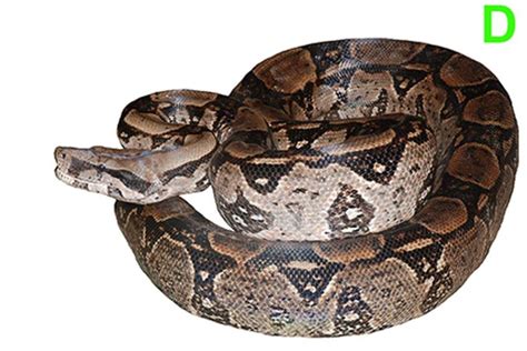 7 Foot Boa Constrictor Found Mating On Tree In Brazil — And Discovered