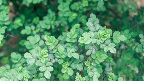 Green Spring Map Growing Plants Powerpoint Background For Free Download