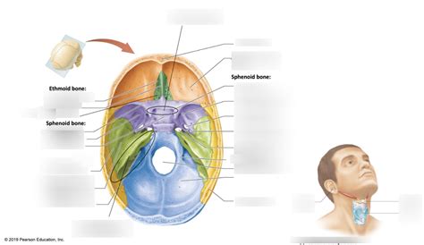 Interior Skull Diagram Quizlet