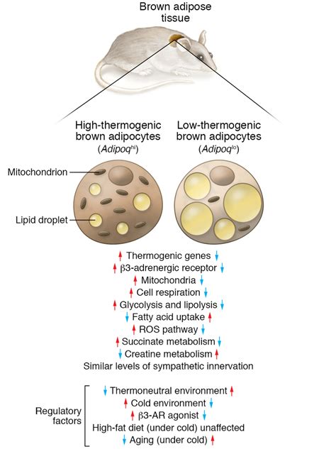 Two Types Of Brown Adipocytes In Bat A Population Of Brown Adipocytes