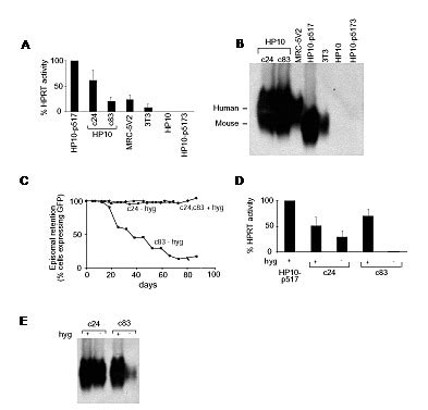 A And B Enzymatic Activity Of HPRT In HP Transformants A Soluble Download Scientific