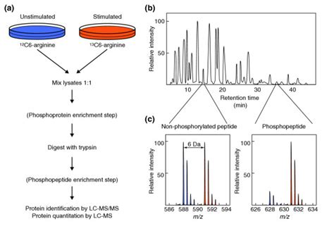 Phosphoproteomics New Insights Into Cellular Signaling Pmc