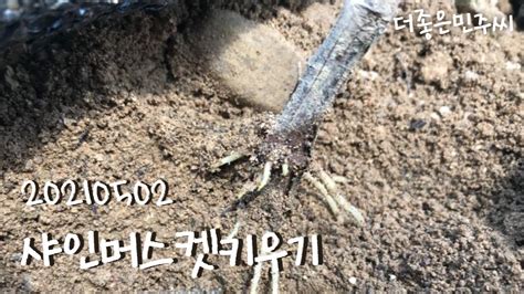 20210502샤인머스켓키우기 YouTube
