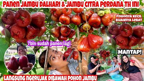 PANEN JAMBU DALHARI DAN JAMBU CITRA PERDANA TAHUN INI || LANGSUNG ...