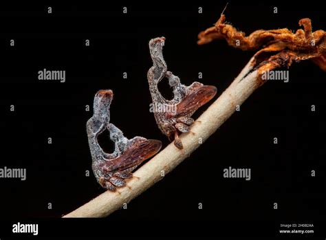 Treehopper Cladonota Foliata Males On Sabicea Sabicea Sp Bagne Des