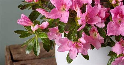 Азалия уход в домашних условиях в горшке, фото, пересадка, как ухаживать