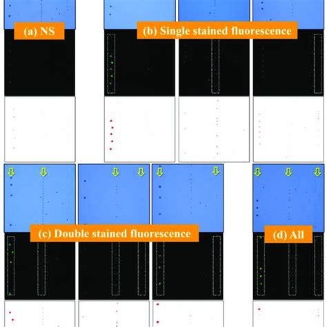 Comparison Of Optical And Fluorescence Images And Images Filtered By