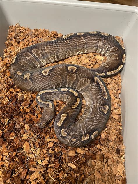 Ghi Chocolate Het Hypo Ball Python By Nussman Reptiles Morphmarket