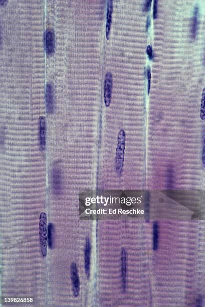 Multinucleate Photos And Premium High Res Pictures Getty Images