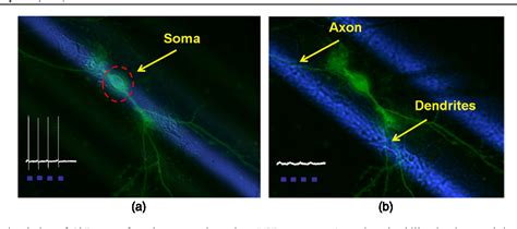 figure 6 from micro led arrays a tool for two dimensional neuron