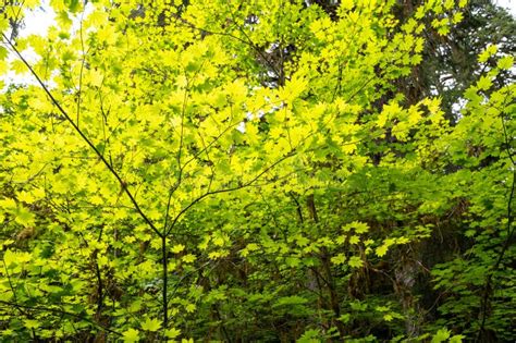 Backlit Leaf Canopy In Hall Of Mosses Trail In Olympic National Park
