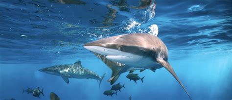 Operations Earth League International