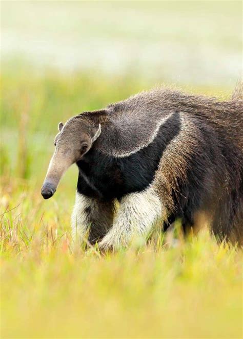 28 Animals That Eat Ants Natural Ant Predators Mammals Birds